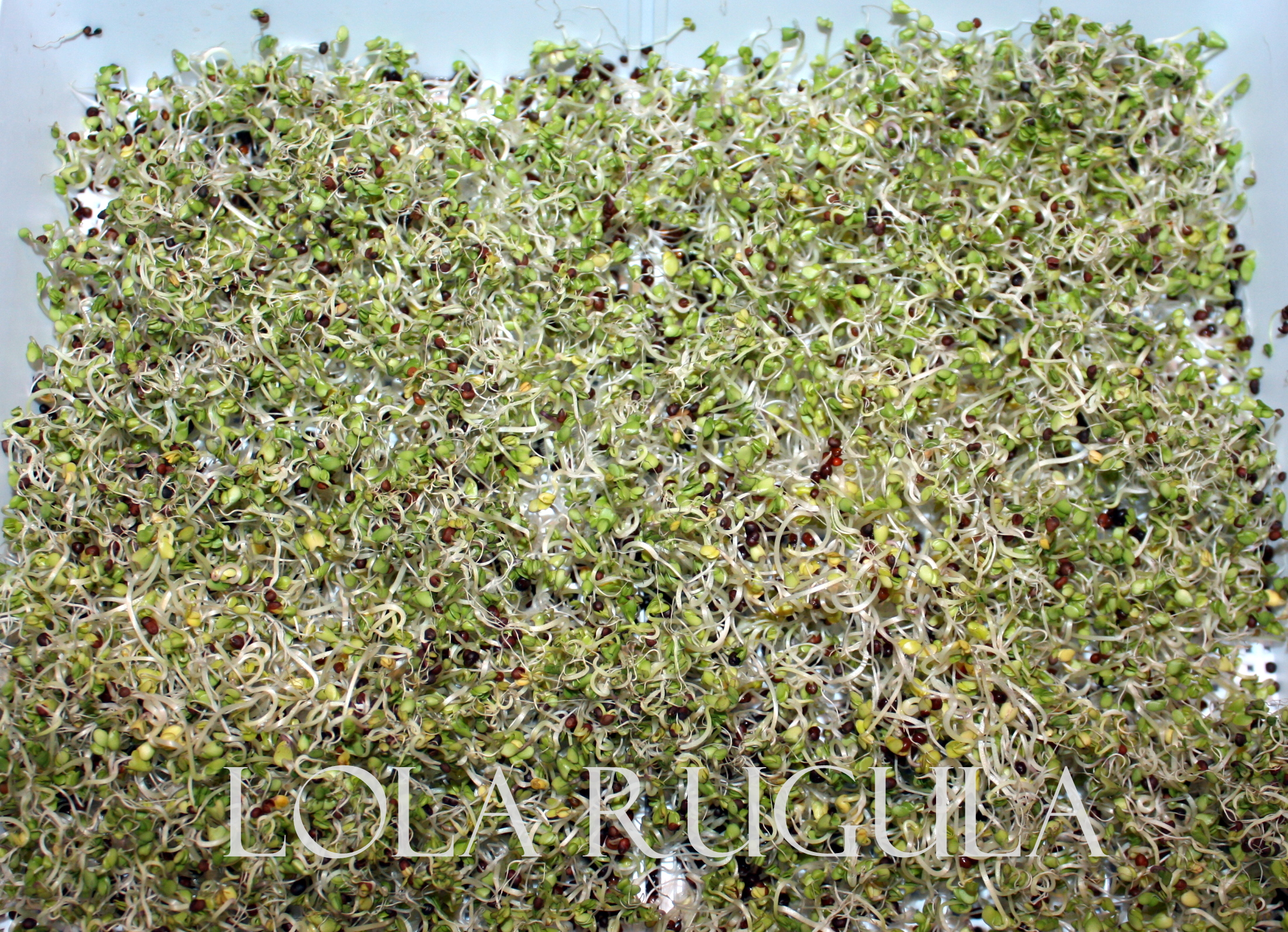 Adventures in Sprouting – the Finale – Lola Rugula